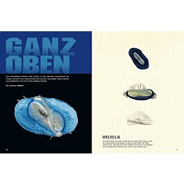 mare No. 161: Ganz oben