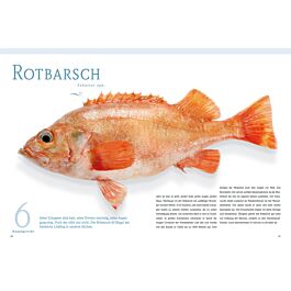 Rotbarsch
