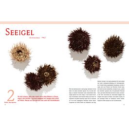 Seeigel